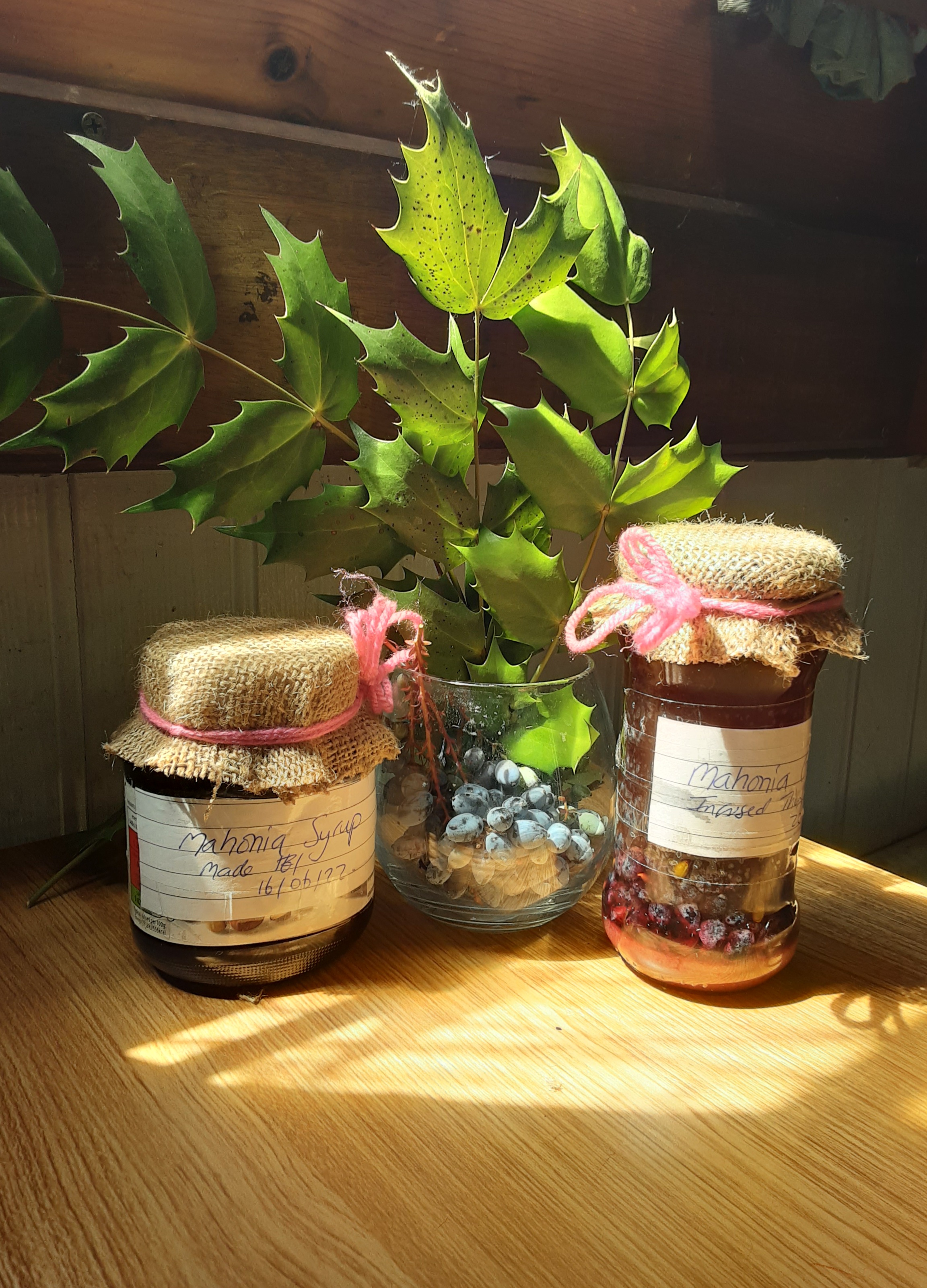 Sipping on… Tangy, Spiky Oregon Grape! – hedgewitchadventuresdotcom