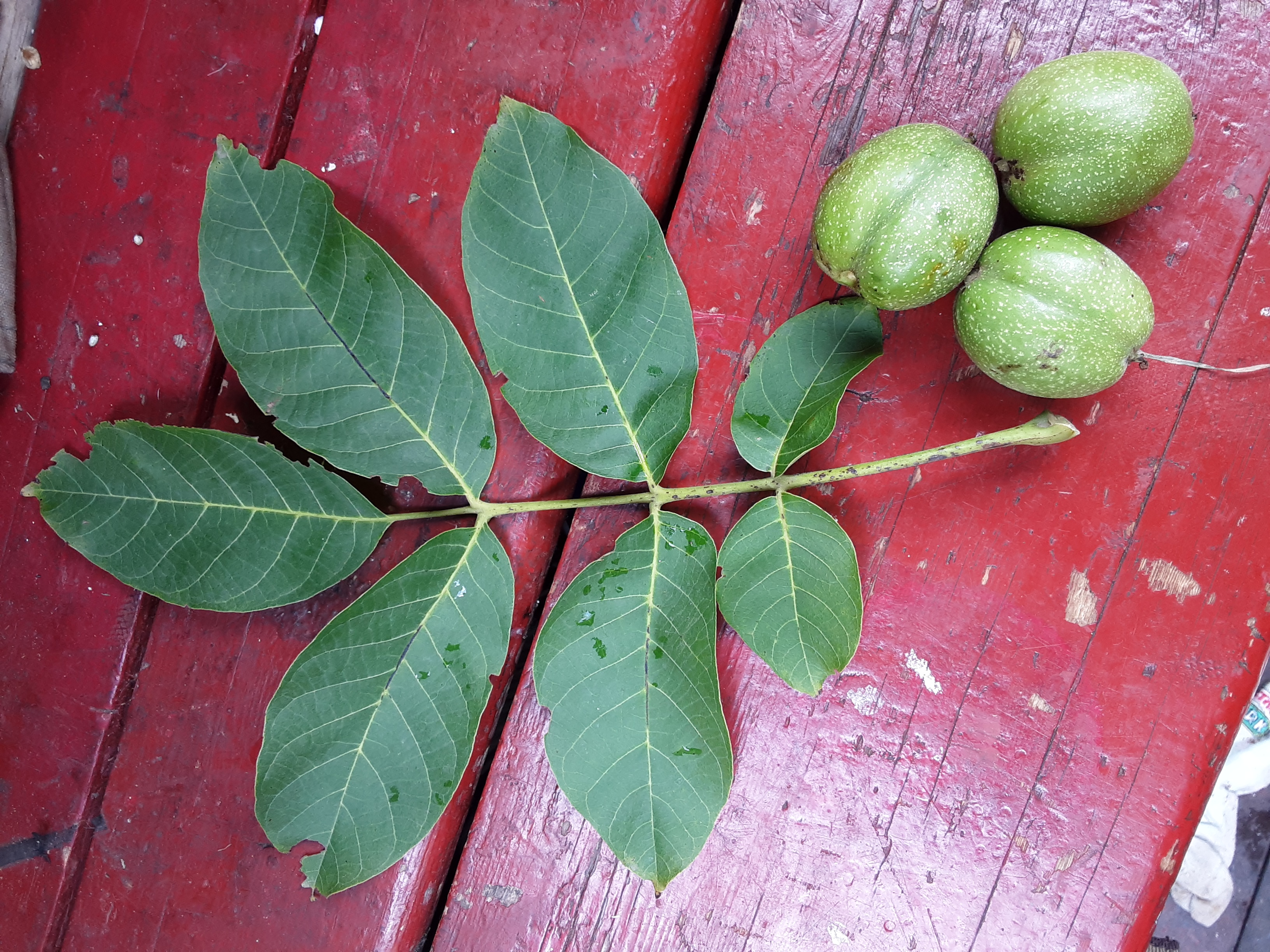 5 Best Nuts To Forage this Autumn! – HEDGEWITCH ADVENTURES