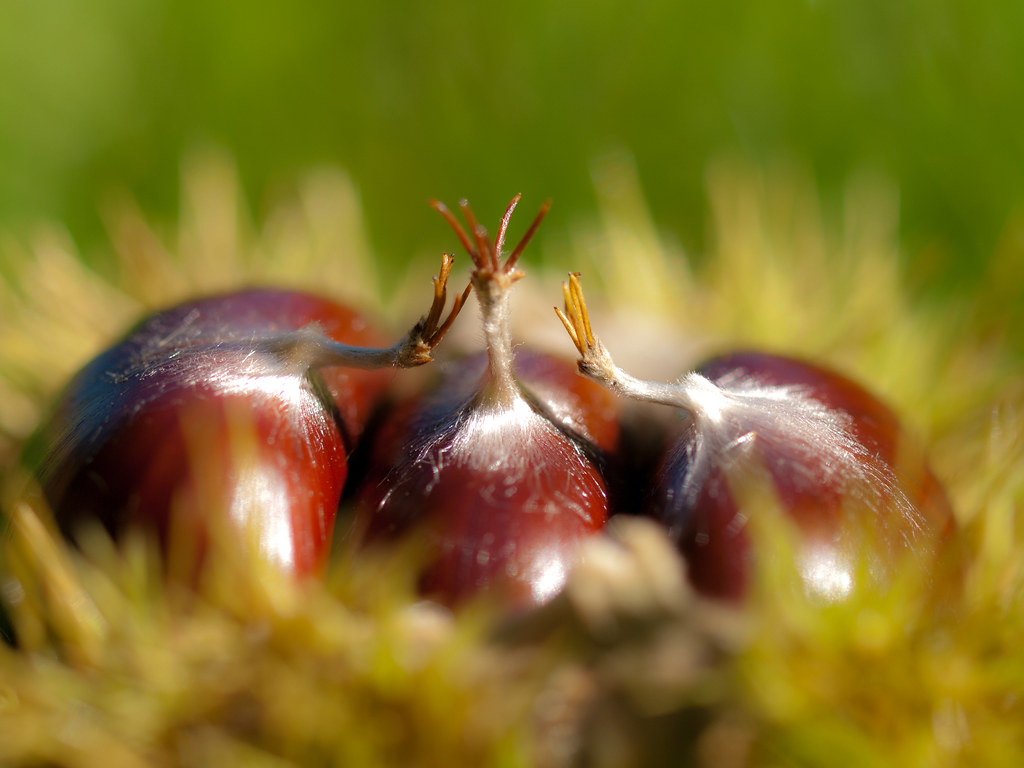 5 Best Nuts To Forage this Autumn! – hedgewitchadventuresdotcom