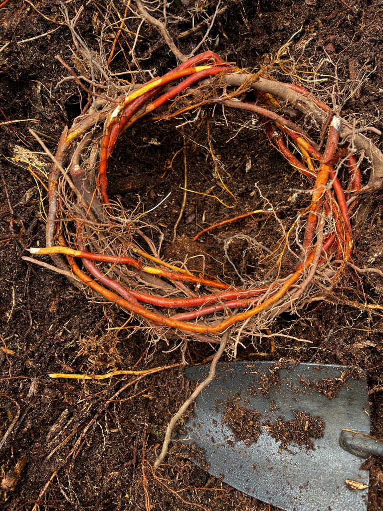 Harvesting & Preparing Spruce Roots for Cordage ...