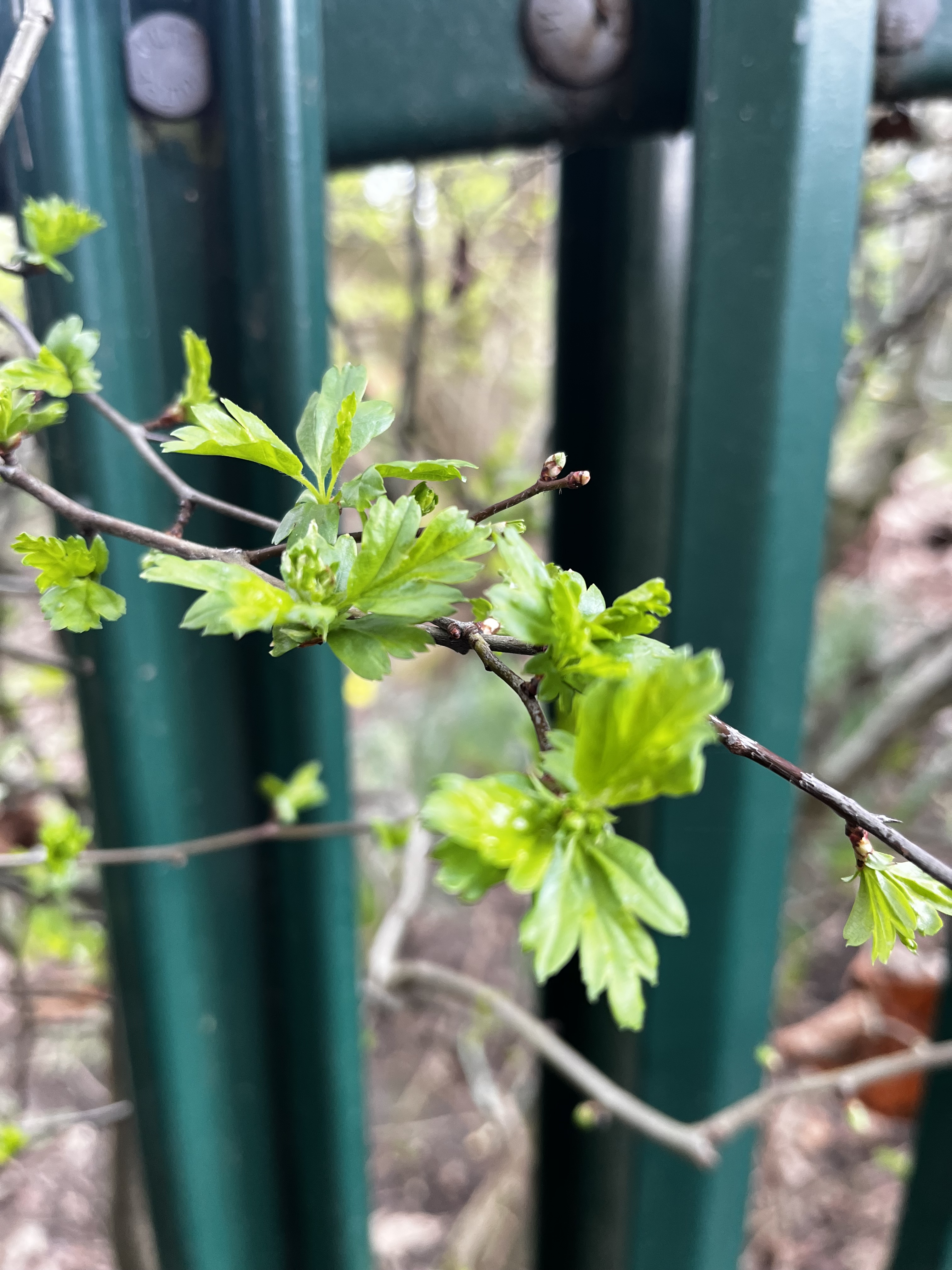 5 Spring Greens I’m Munching Right Now! – HEDGEWITCH ADVENTURES