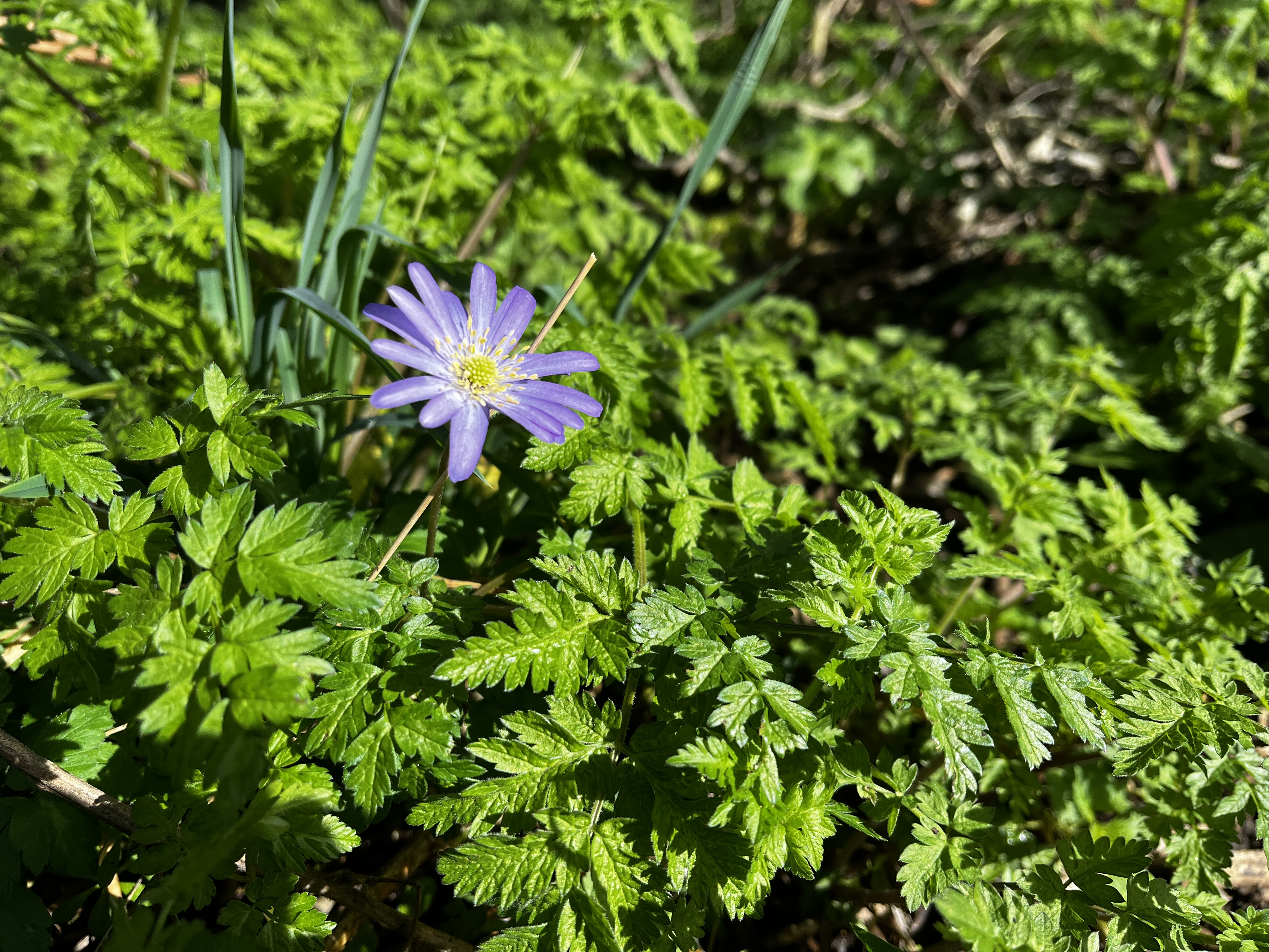 5 Spring Greens I’m Munching Right Now! – HEDGEWITCH ADVENTURES