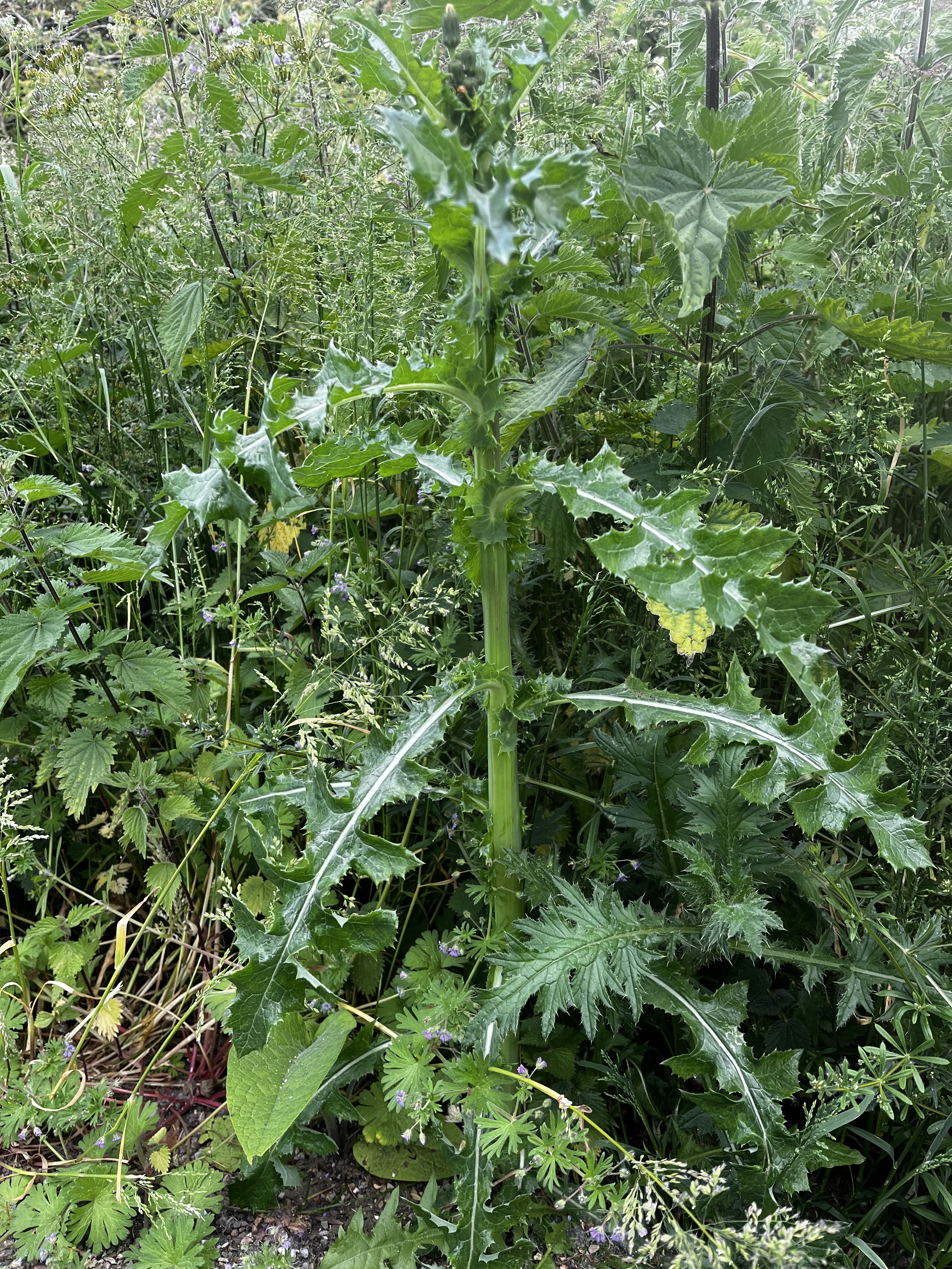 How To Make Sow Thistle Mediterranean Salad – HEDGEWITCH ADVENTURES Blog