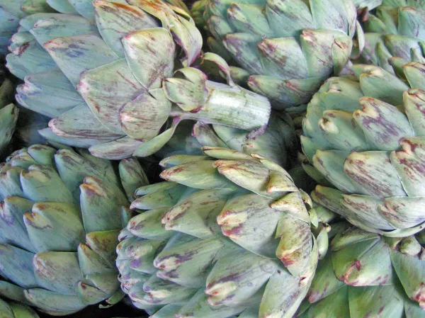 How To Make Sow Thistle Mediterranean Salad – HEDGEWITCH ADVENTURES