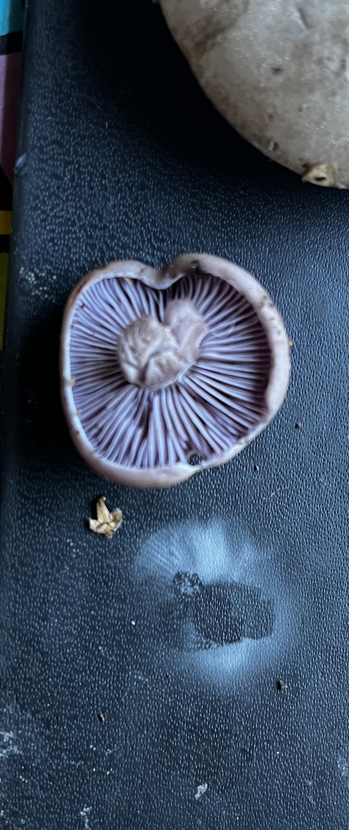 Fungi Foray @ Linslade Woods & Plantation Woods – HEDGEWITCH ADVENTURES