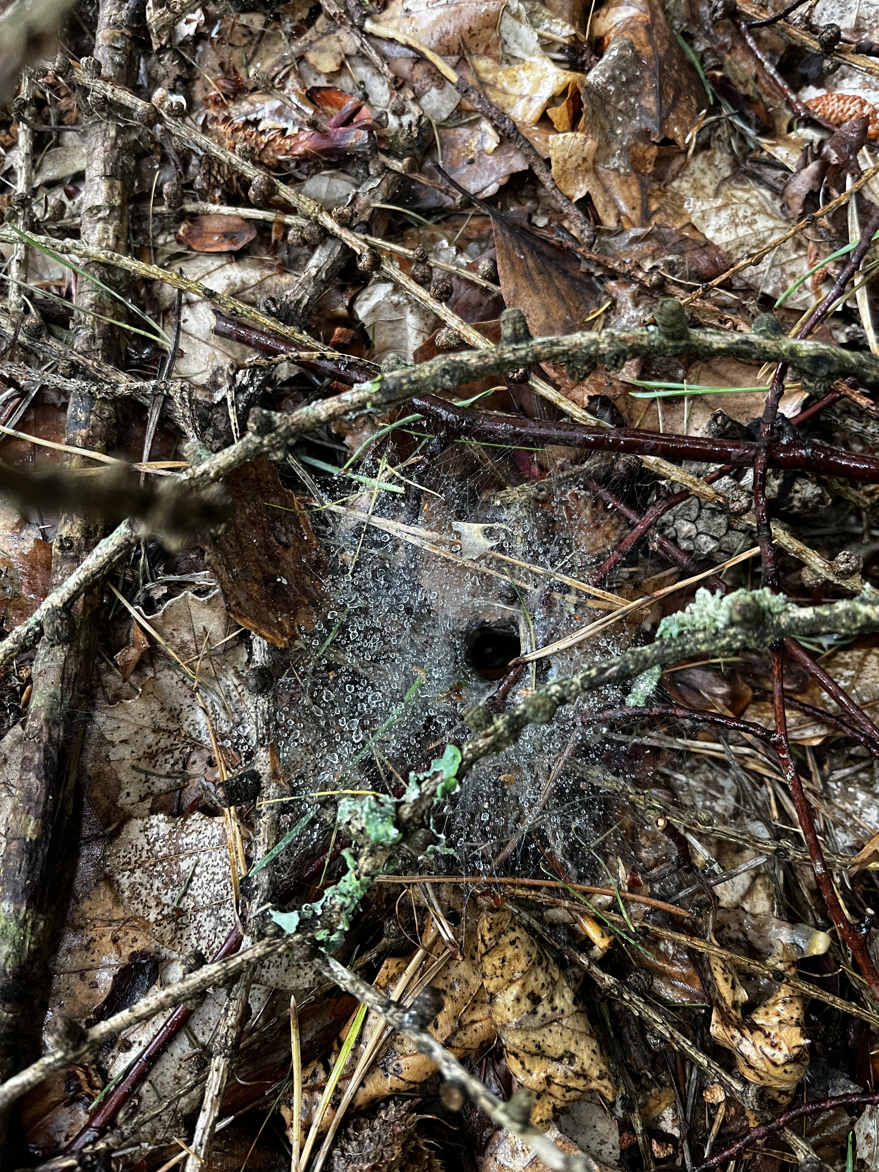 Track & Sign Course with Pippin & Gile – HEDGEWITCH ADVENTURES