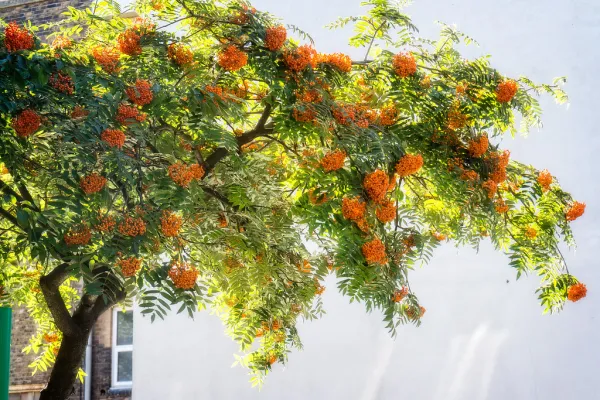 ROWAN…Fire Engine Red Witchbane & What You Can Do With It. – HEDGEWITCH ...