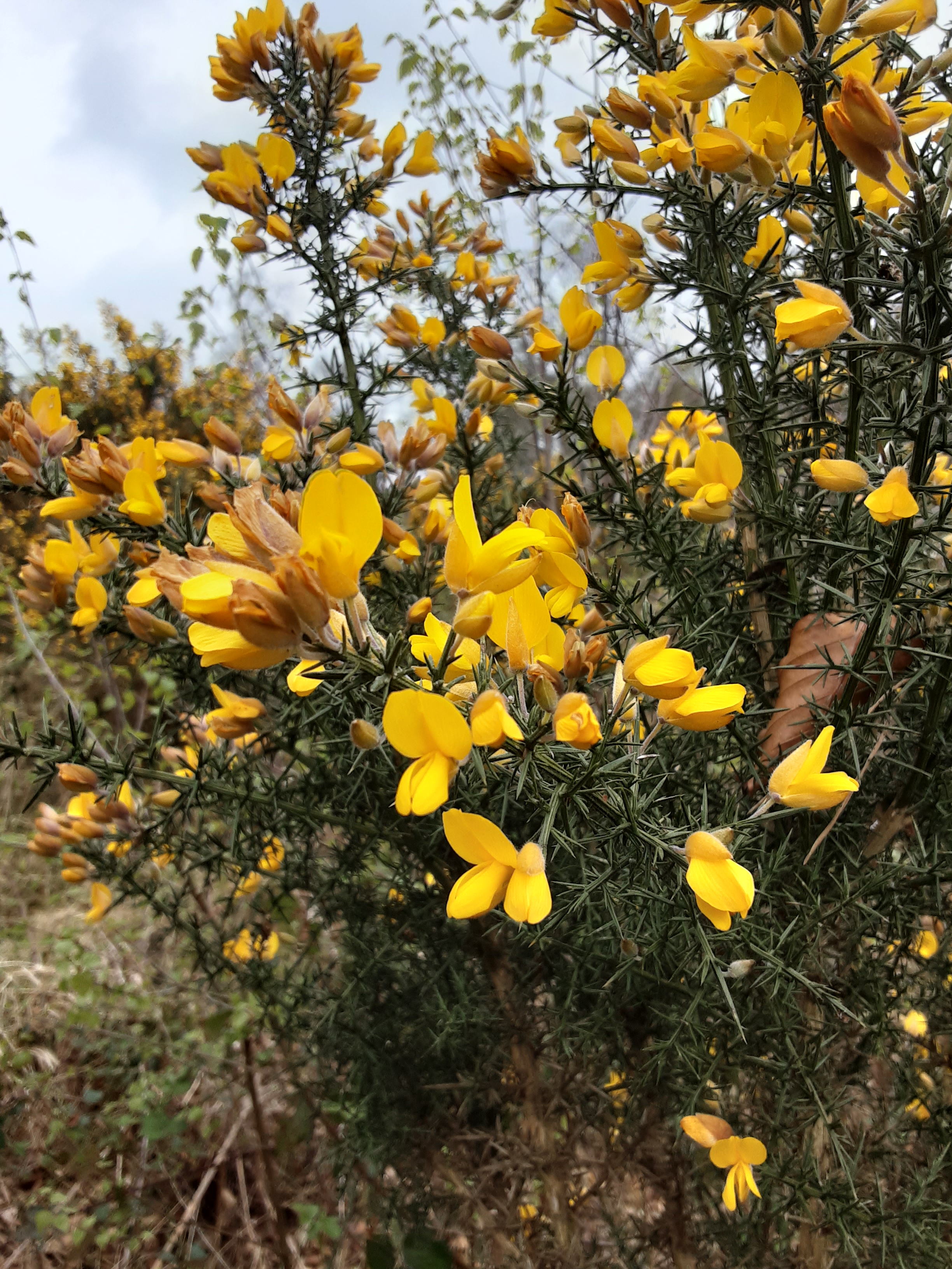 Spring Foraging With Tapas & Wild Kimchi course dates – HEDGEWITCH ...
