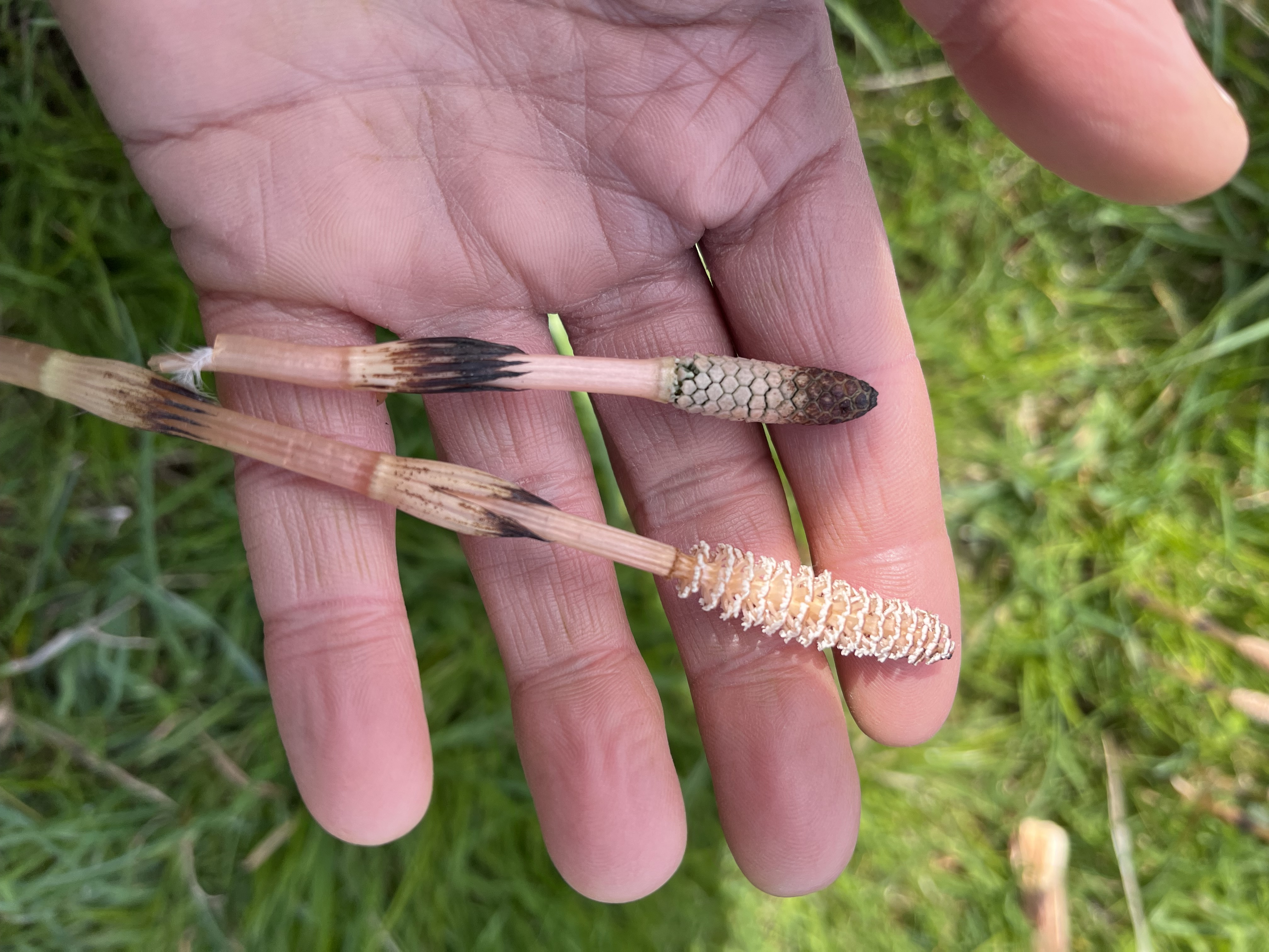 StrANge fRuiT(ing bodies): Fungi-like Horsetails – HEDGEWITCH ADVENTURES