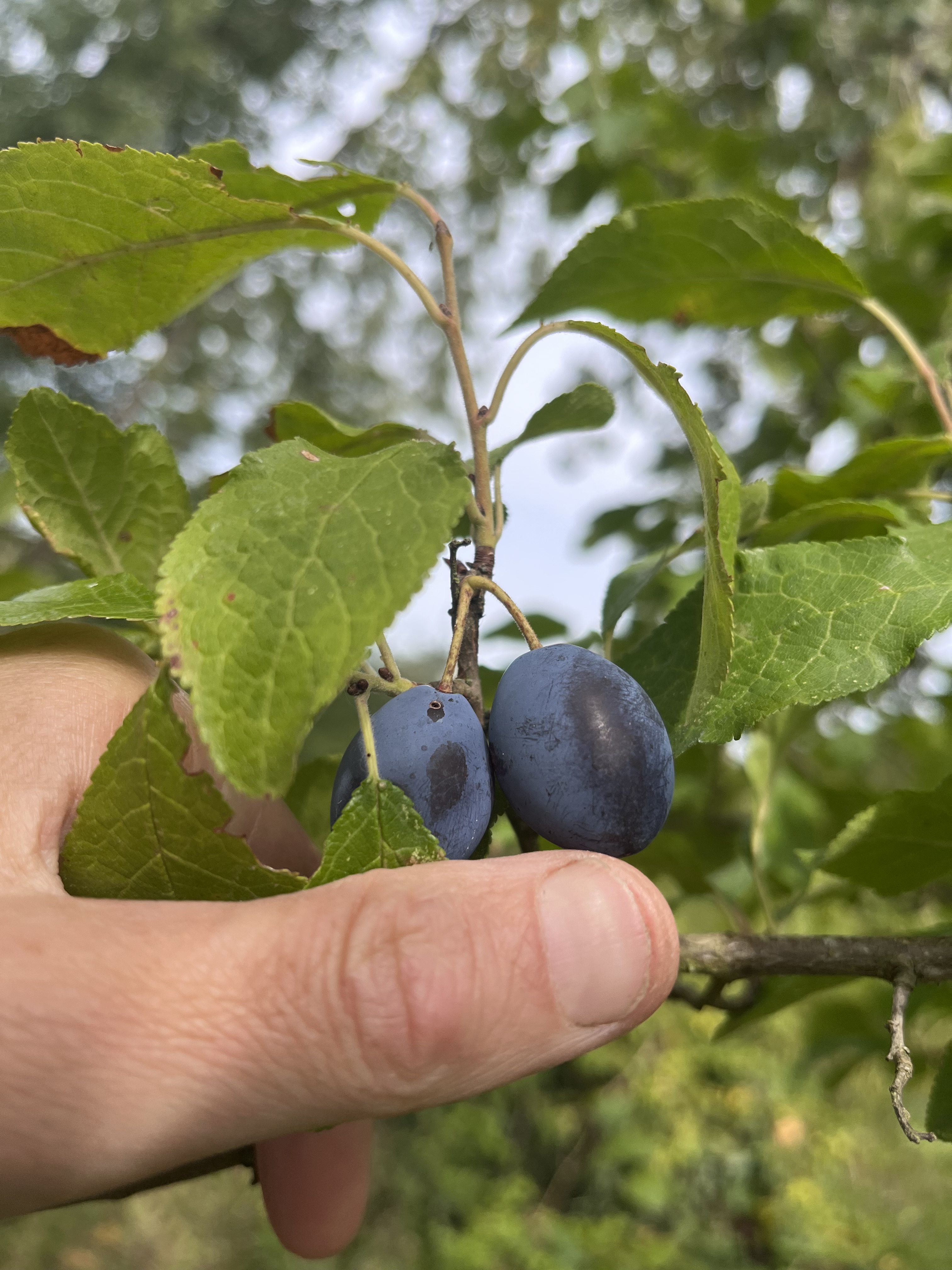 How Can We GIVE BACK to Nature? – HEDGEWITCH ADVENTURES