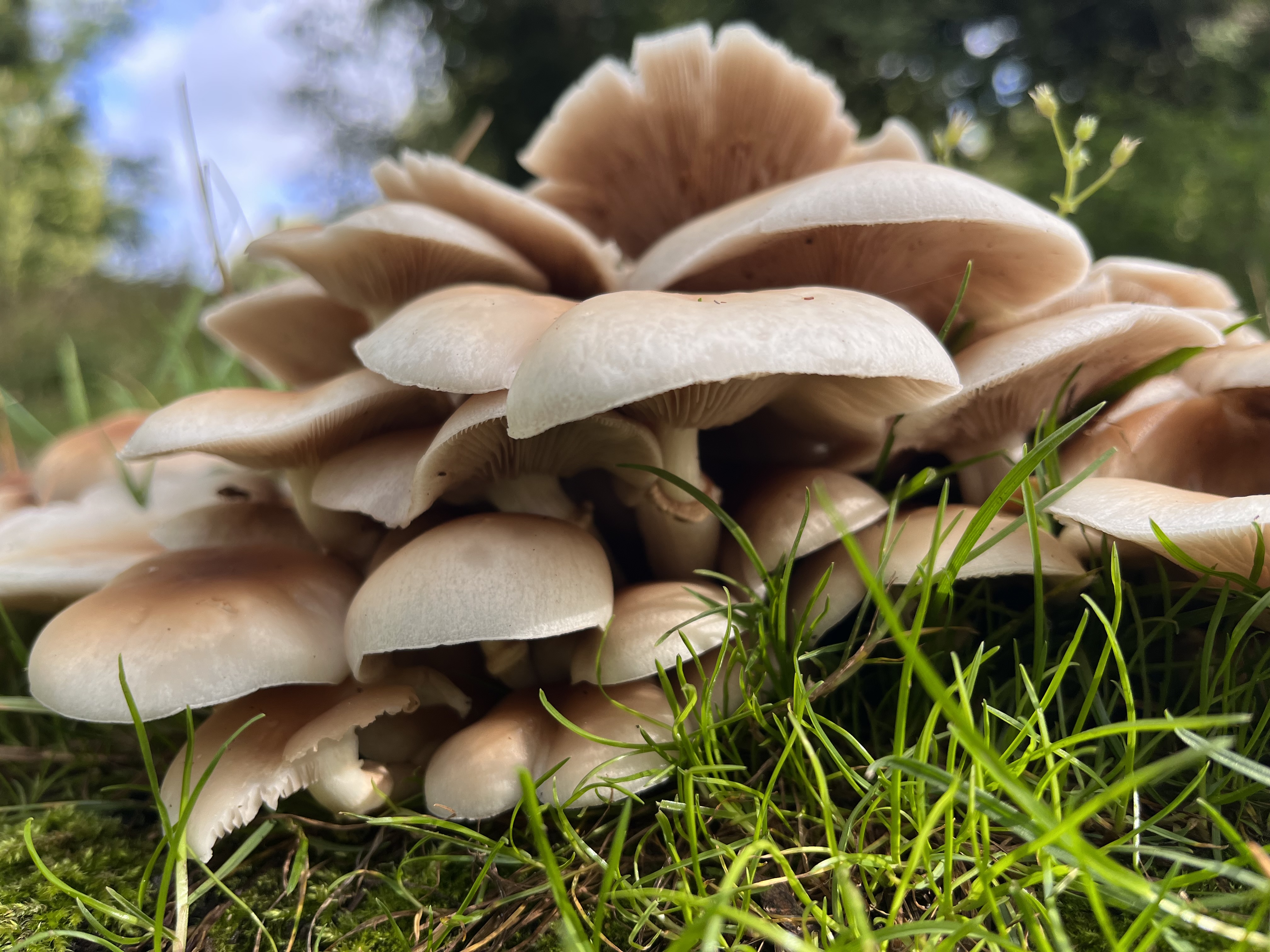 Cooking A Continental Find: ‘Pioppino’, The Poplar Field Mushroom ...