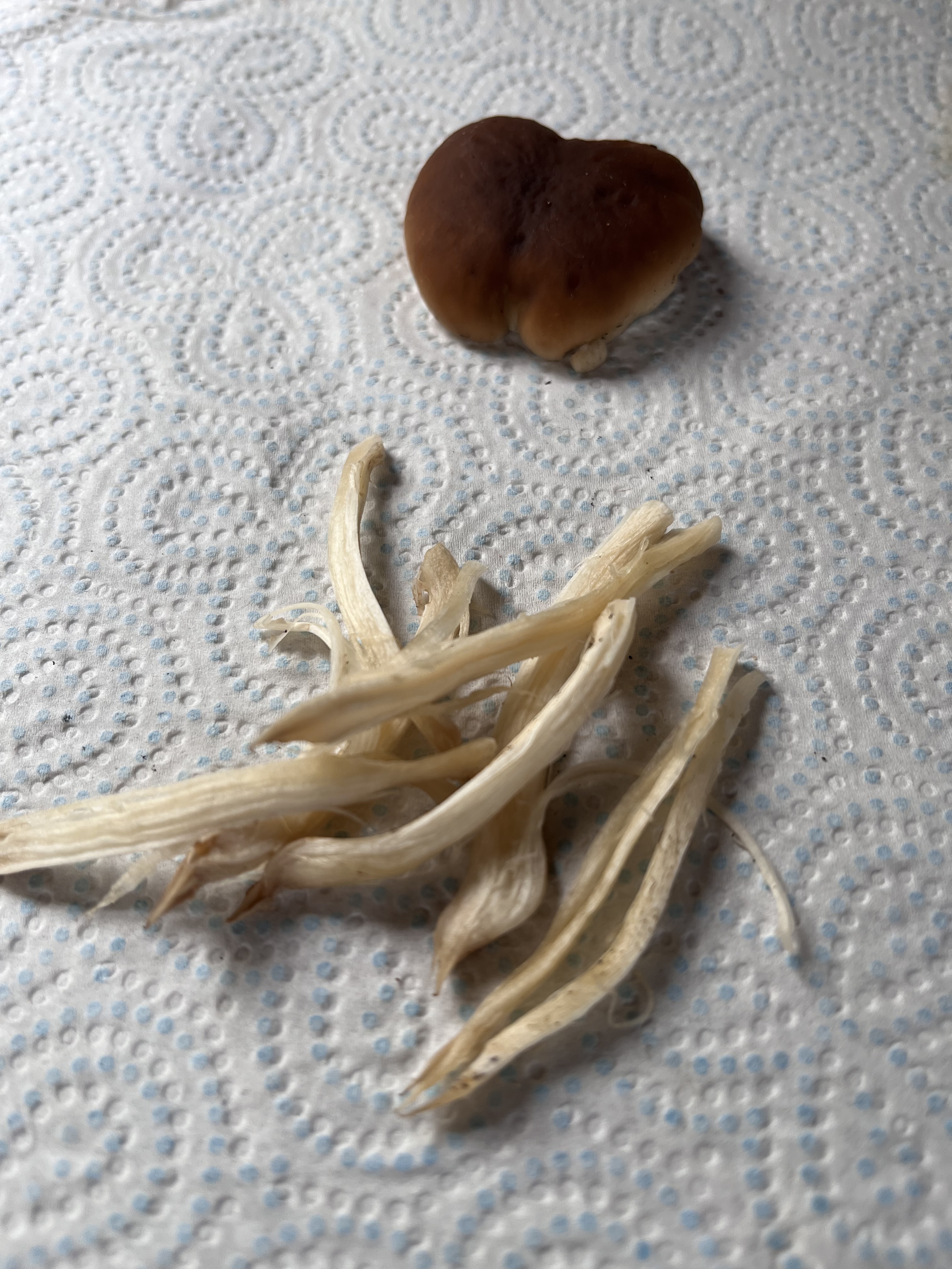 Cooking A Continental Find: ‘Pioppino’, The Poplar Field Mushroom ...