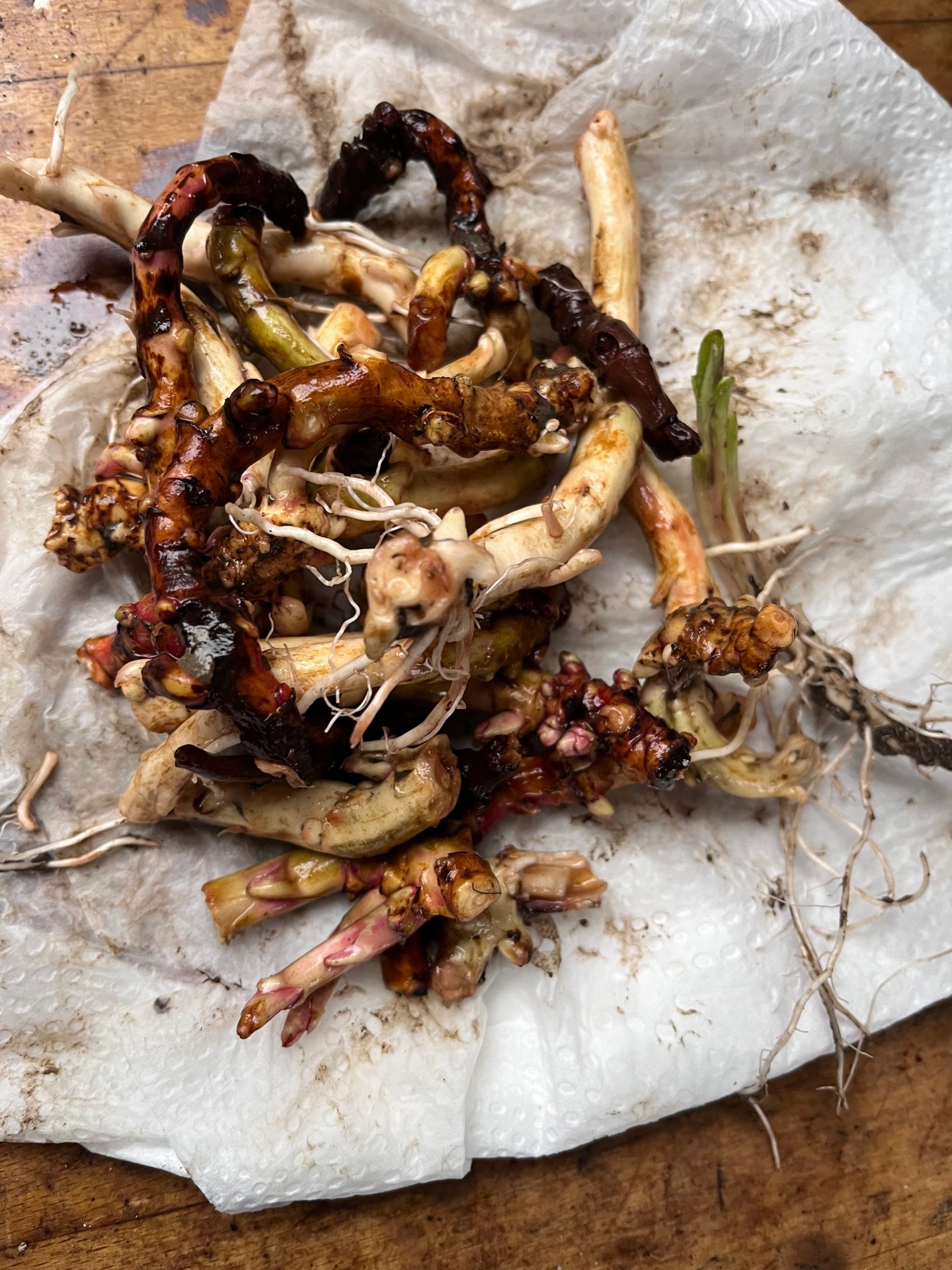 My Foraging Journal: January – hedgewitchadventuresdotcom